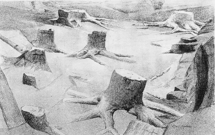 Fossil Grove update | Geological Society of Glasgow