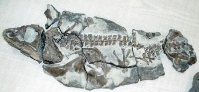 Scottish Fossils | Geological Society of Glasgow